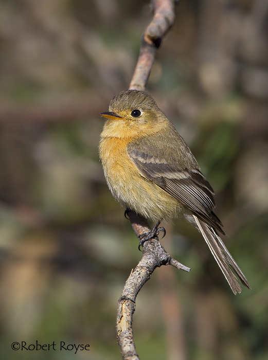 Buff-breasted Flycatcher