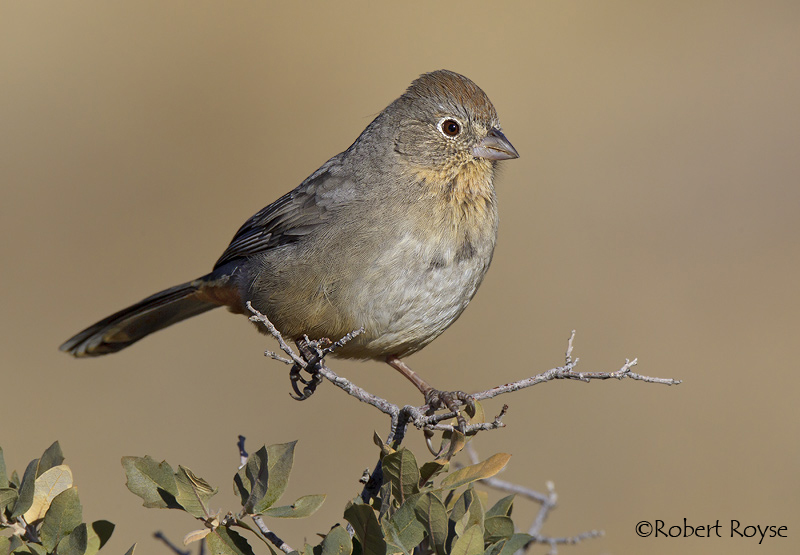 New Mexico's Junipers