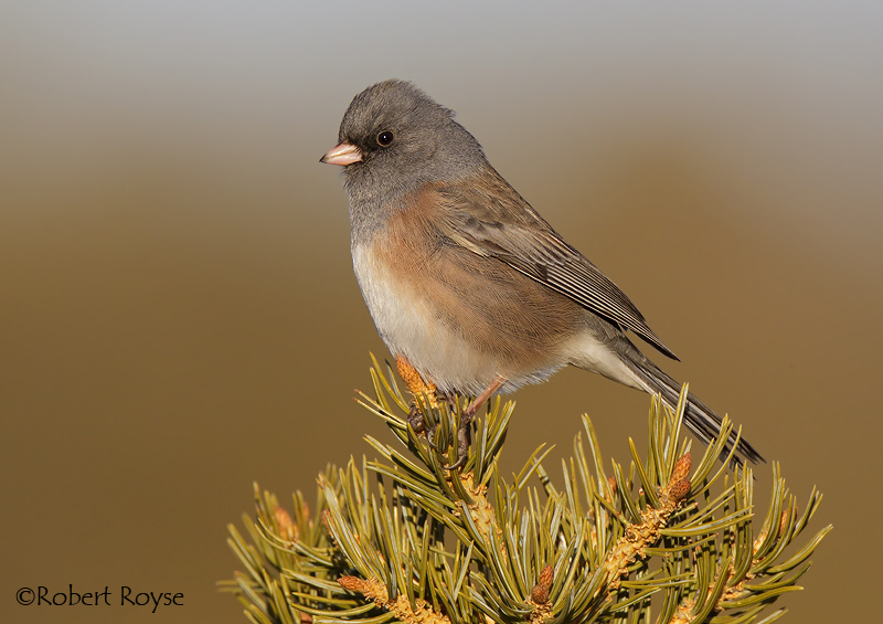 New Mexico's Junipers