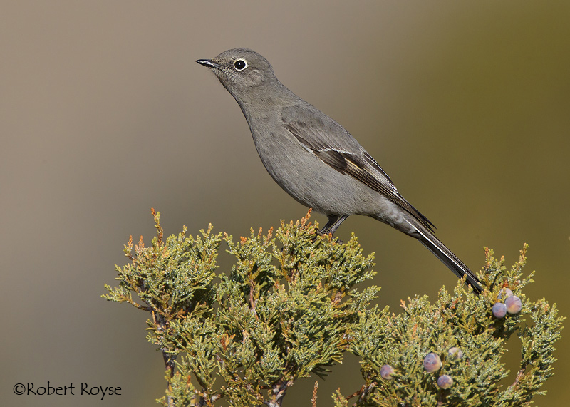 New Mexico's Junipers