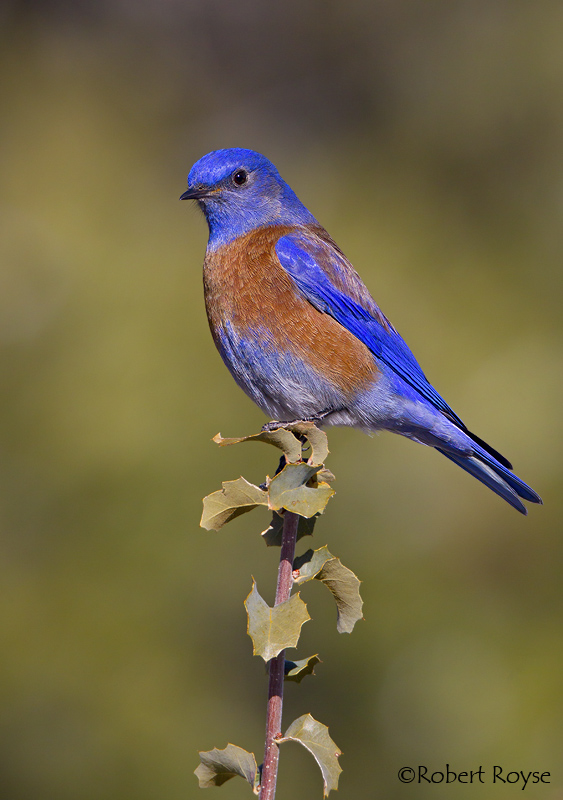 Arizona Birds - winter 2016