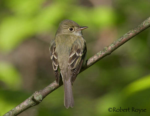 AcadianFlycatcher
