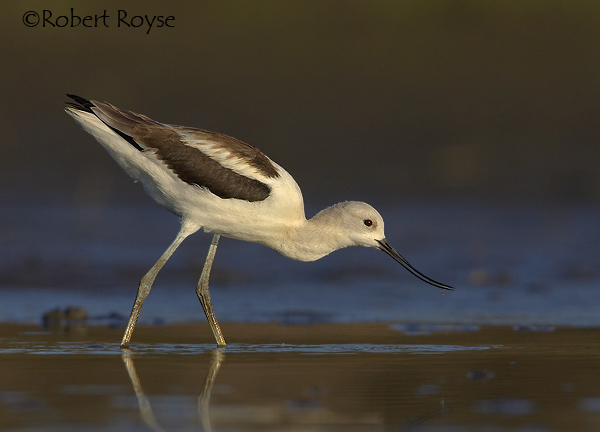 American Avocet