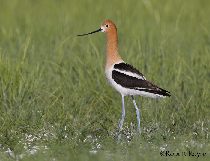 American Avocet