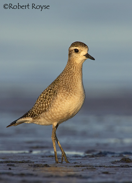 American Golden-Plover