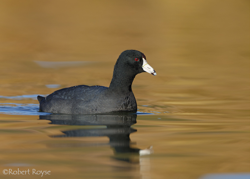 American Coot