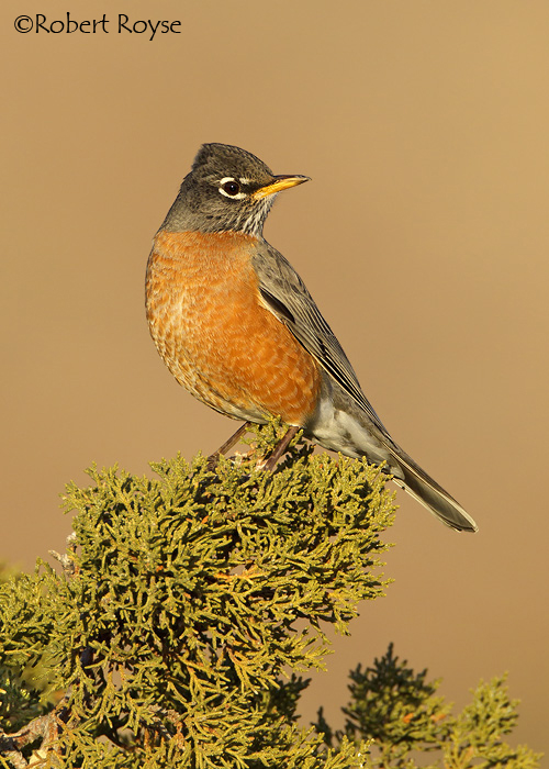 American Robin