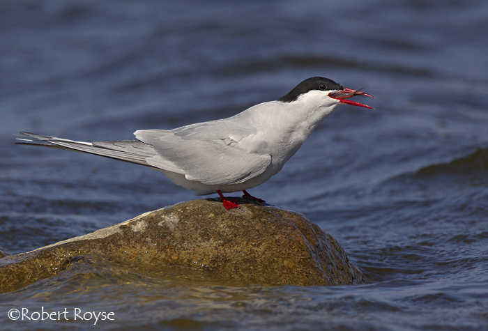 Arctic Tern