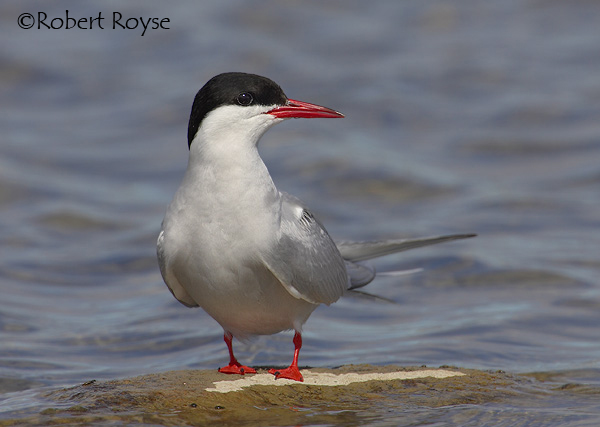 Arctic Tern