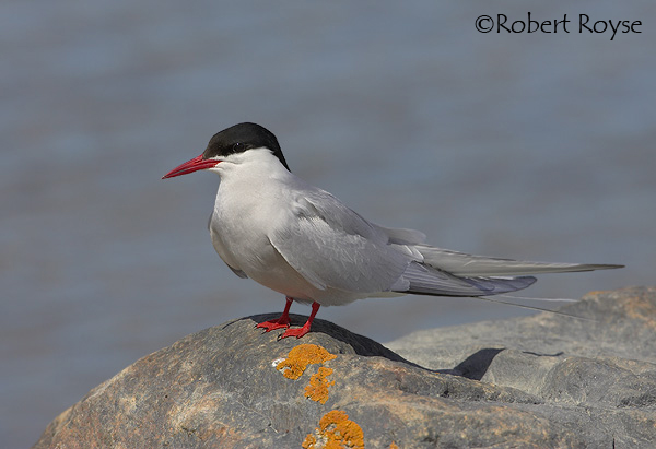 Arctic Tern