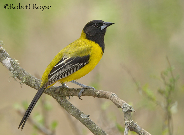 Audubon's Oriole