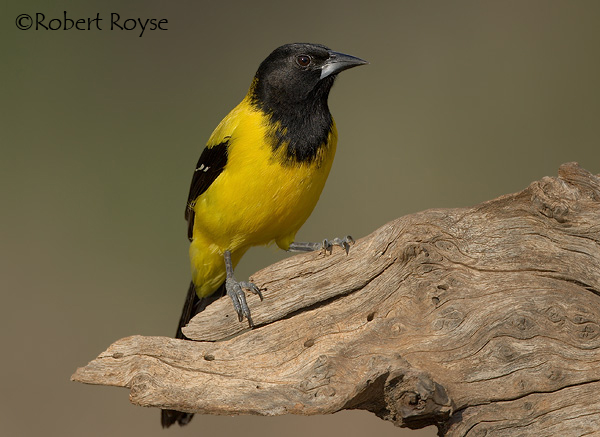 Audubon's Oriole