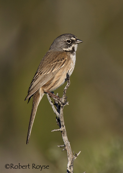 Bell's Sparrow