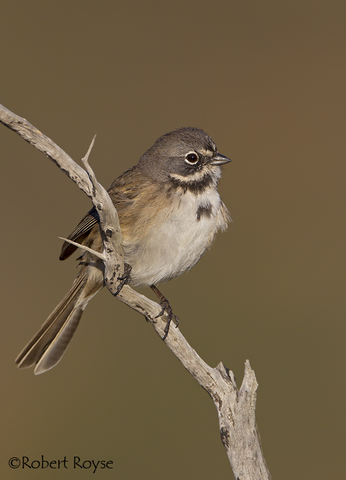 Bell's Sparrow