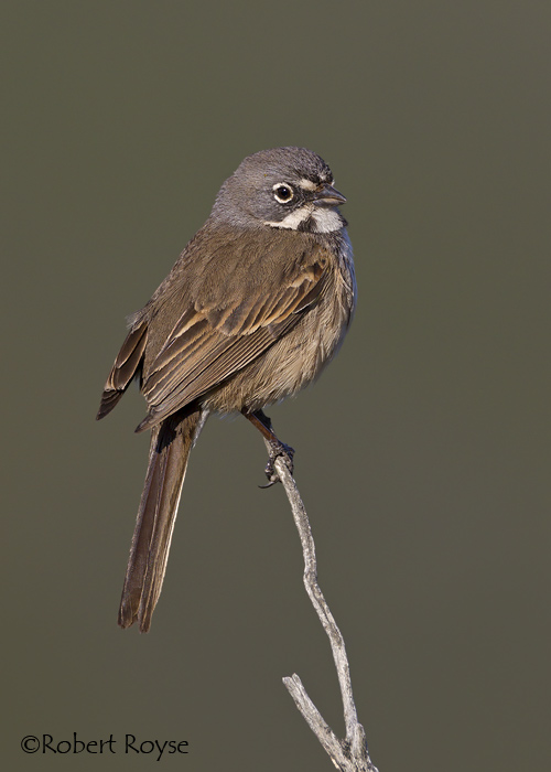 Bell's Sparrow