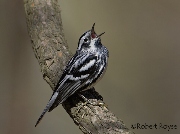 Black-and-white Warbler
