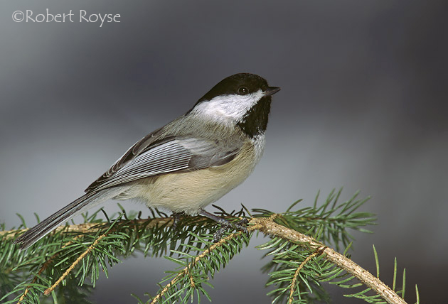 Black-capped Chickadee