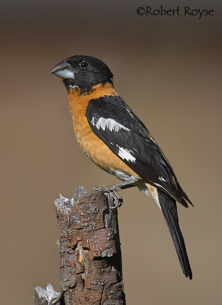 Black-headed Grosbeak