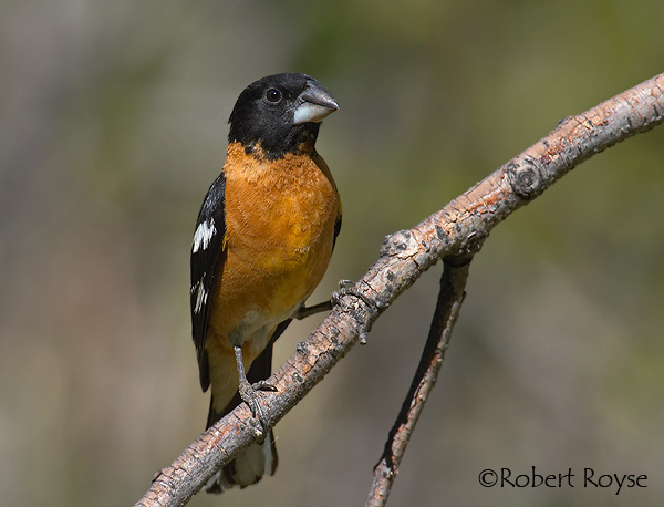 Black-headed Grosbeak