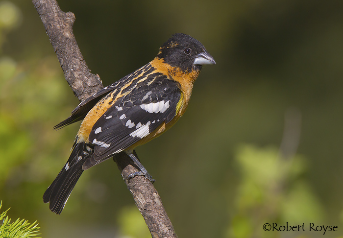 Black-headed Grosbeak