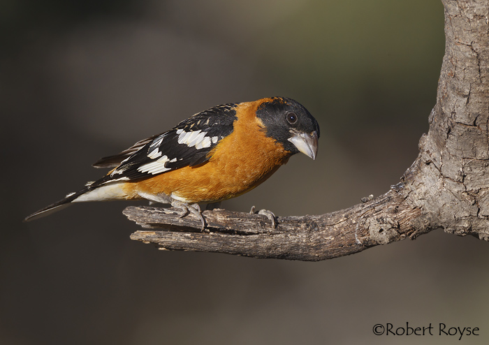 Black-headed Grosbeak