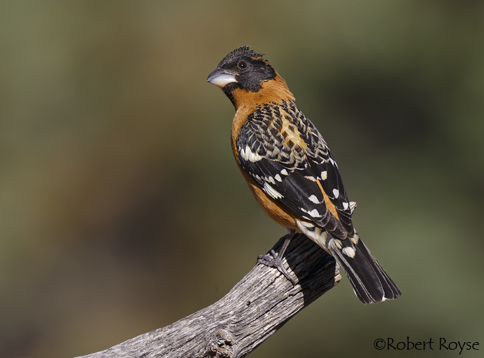 Black-headed Grosbeak