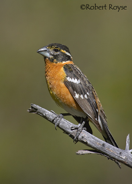 Black-headed Grosbeak