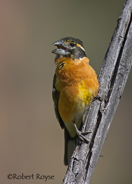 Black-headed Grosbeak