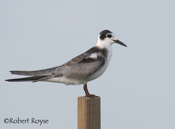 Black Tern