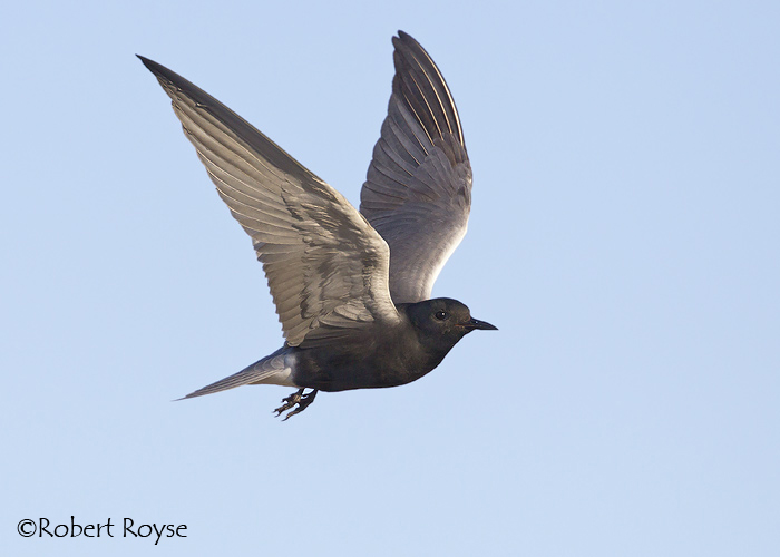 Black Tern