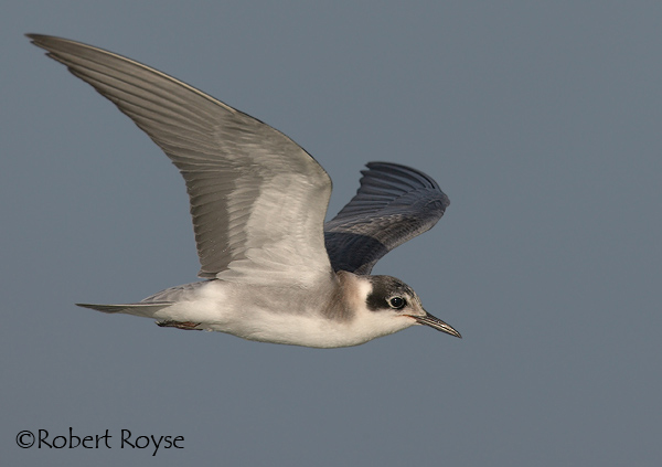 Black Tern