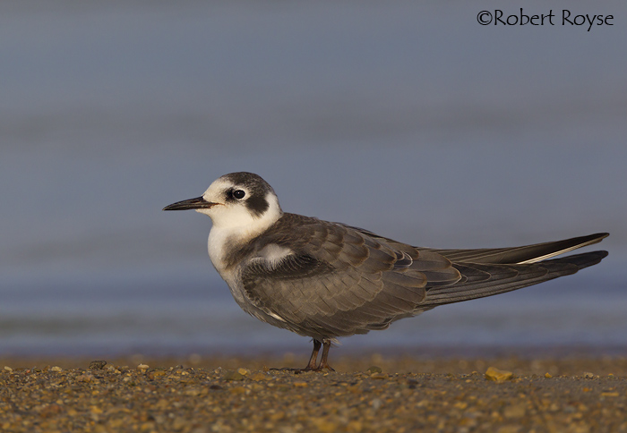Black Tern