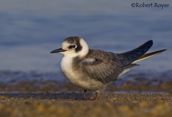 Black Tern