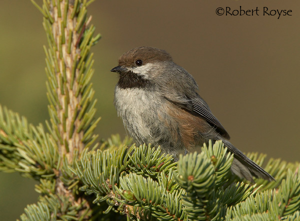 Boreal Chickadee