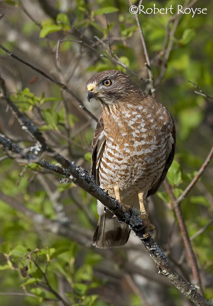 Broad-winged Hawk