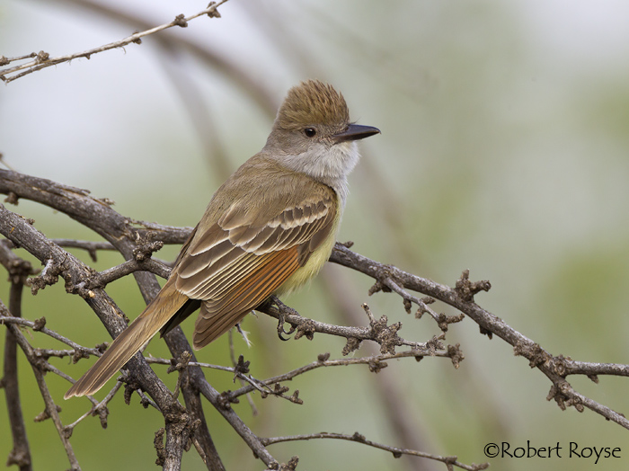 Brown-crested Flycatcher