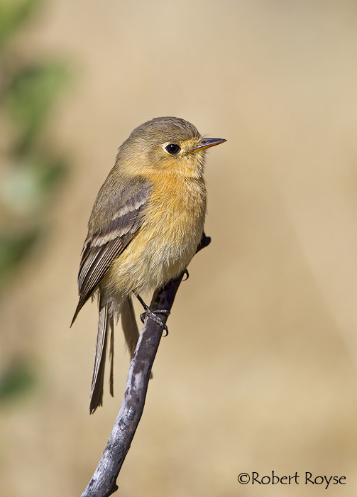 Buff-breasted Flycatcher