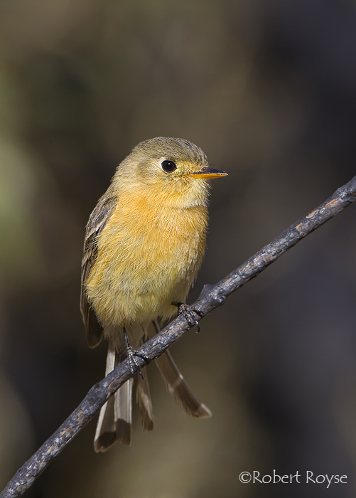 Buff-breasted Flycatcher