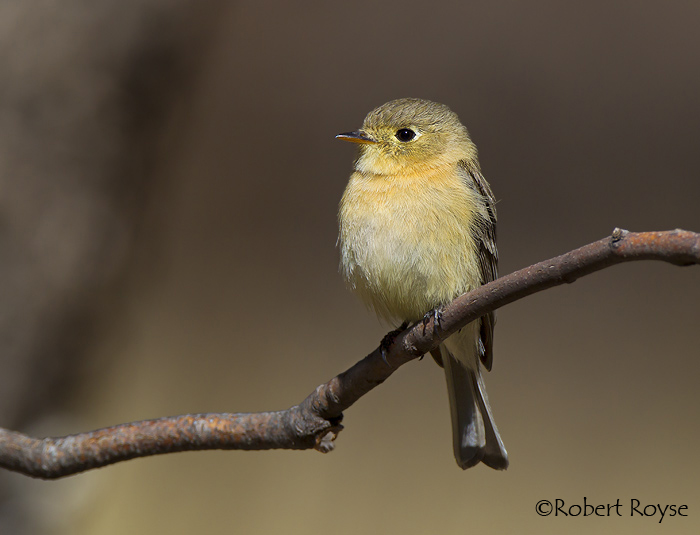 Buff-breasted Flycatcher