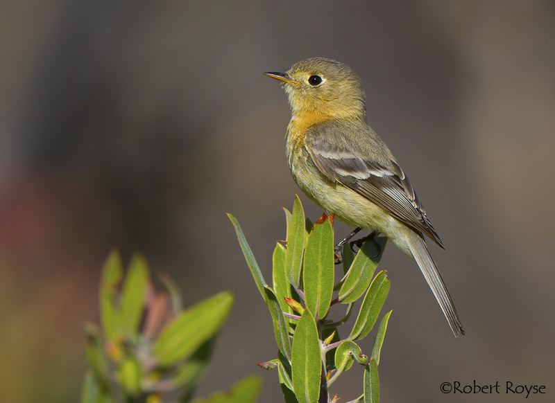 Buff-breasted Flycatcher