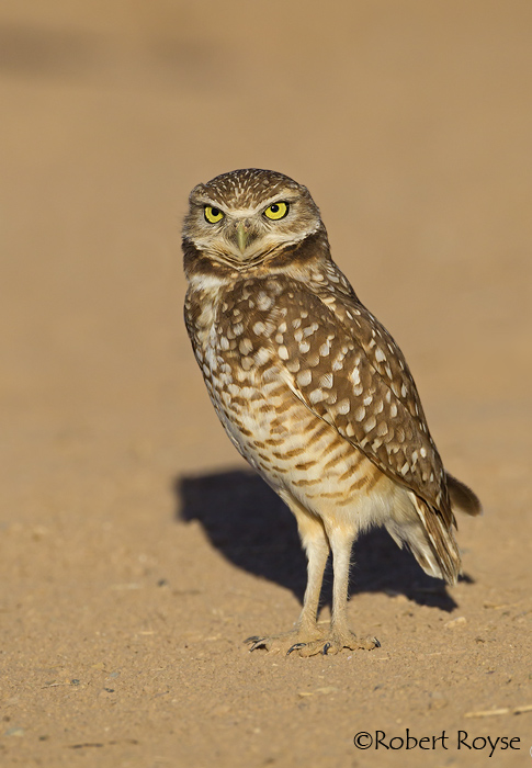 Burrowing Owl