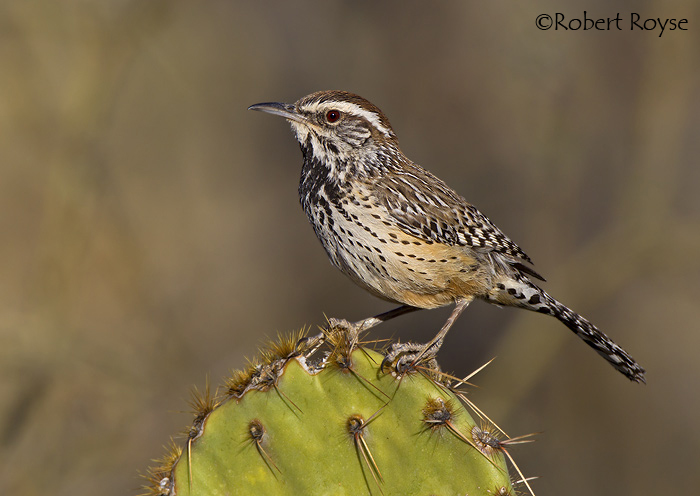 Cactus Wren
