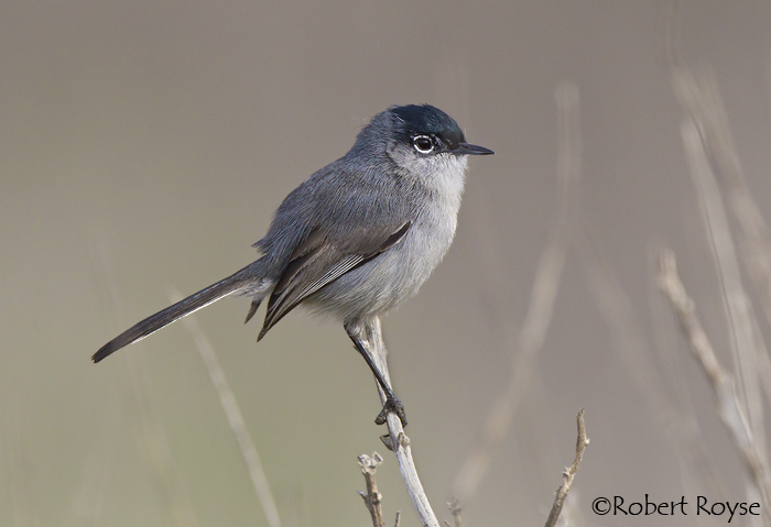 California Gnatcatcher