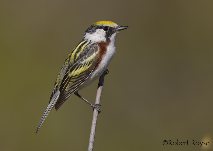 Chestnut-sided Warbler