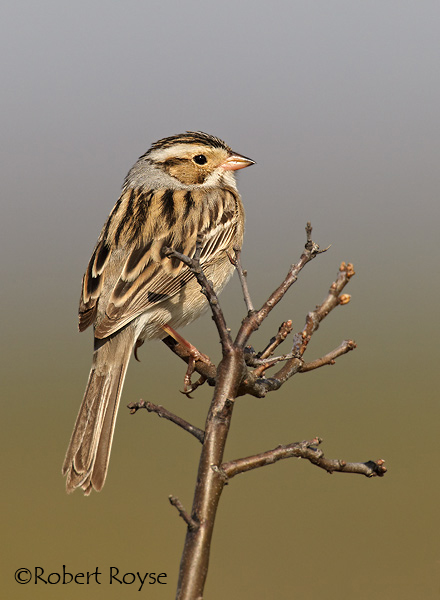 Clay-colored Sparrow