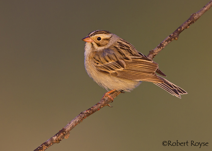 Clay-colored Sparrow