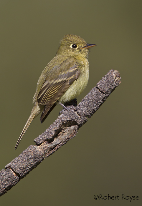 CordilleranFlycatcher