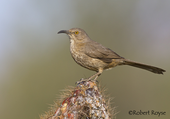 Curve-billed Thrasher