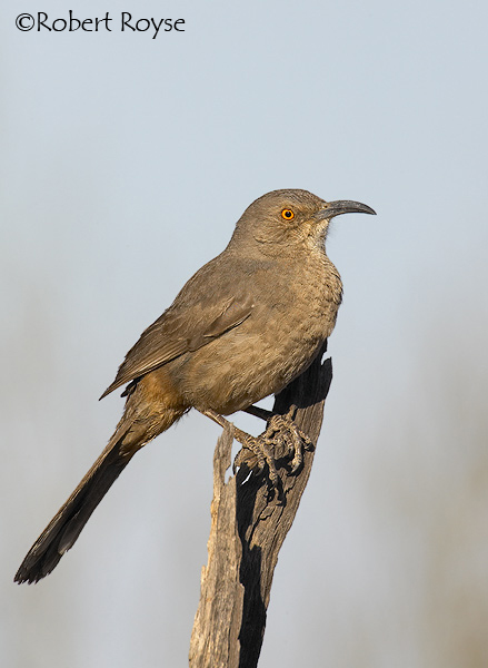 Curve-billed Thrasher