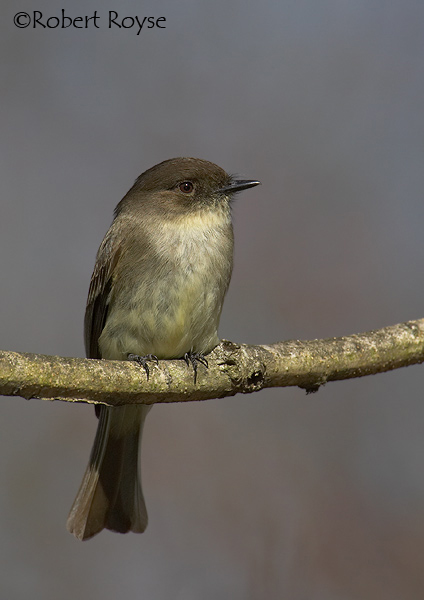 Eastern Phoebe